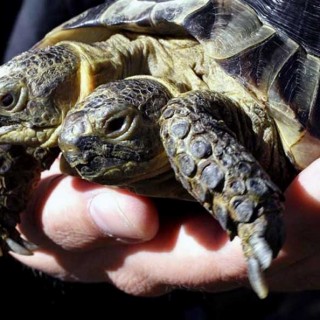 Animal Deformities Archives - Weird Picture Archive