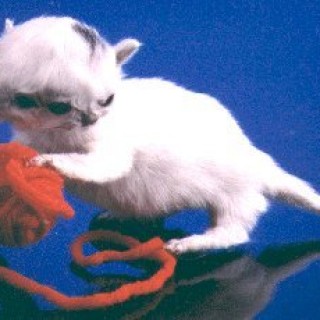 Animal Deformities Archives - Weird Picture Archive